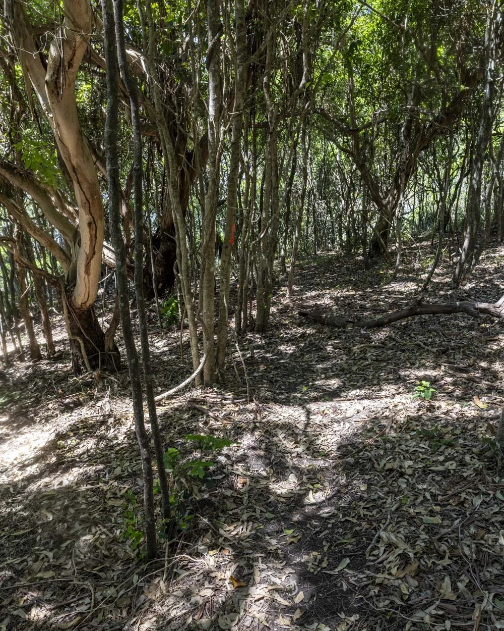 How to find Forster's magical Fairy Pool — Walk My World