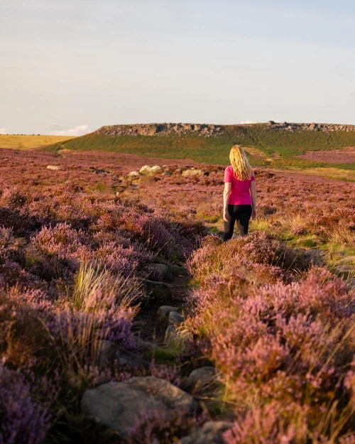 The Over Owler Tor & Higger Tor Walk: sunset, heather and spectacular ...