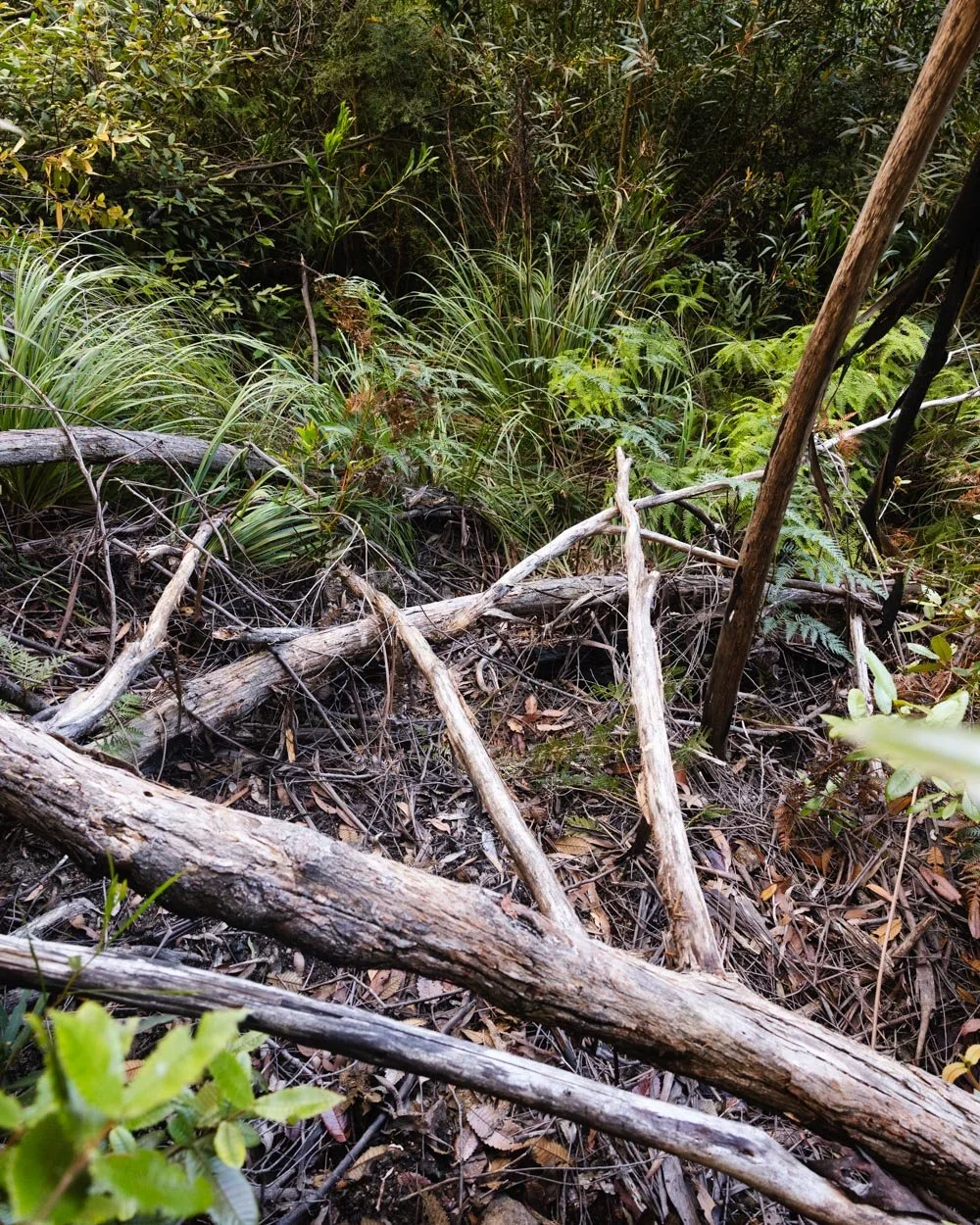 Pool of Diana: wild swimming in the Blue Mountains' hidden paradise ...