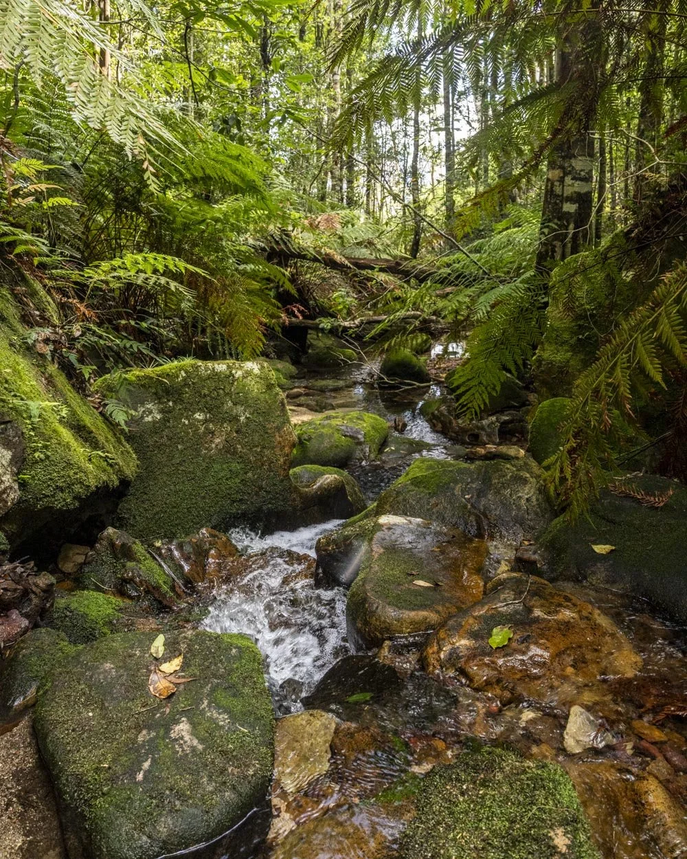 The magical swimming holes of Pierces Pass — Walk My World