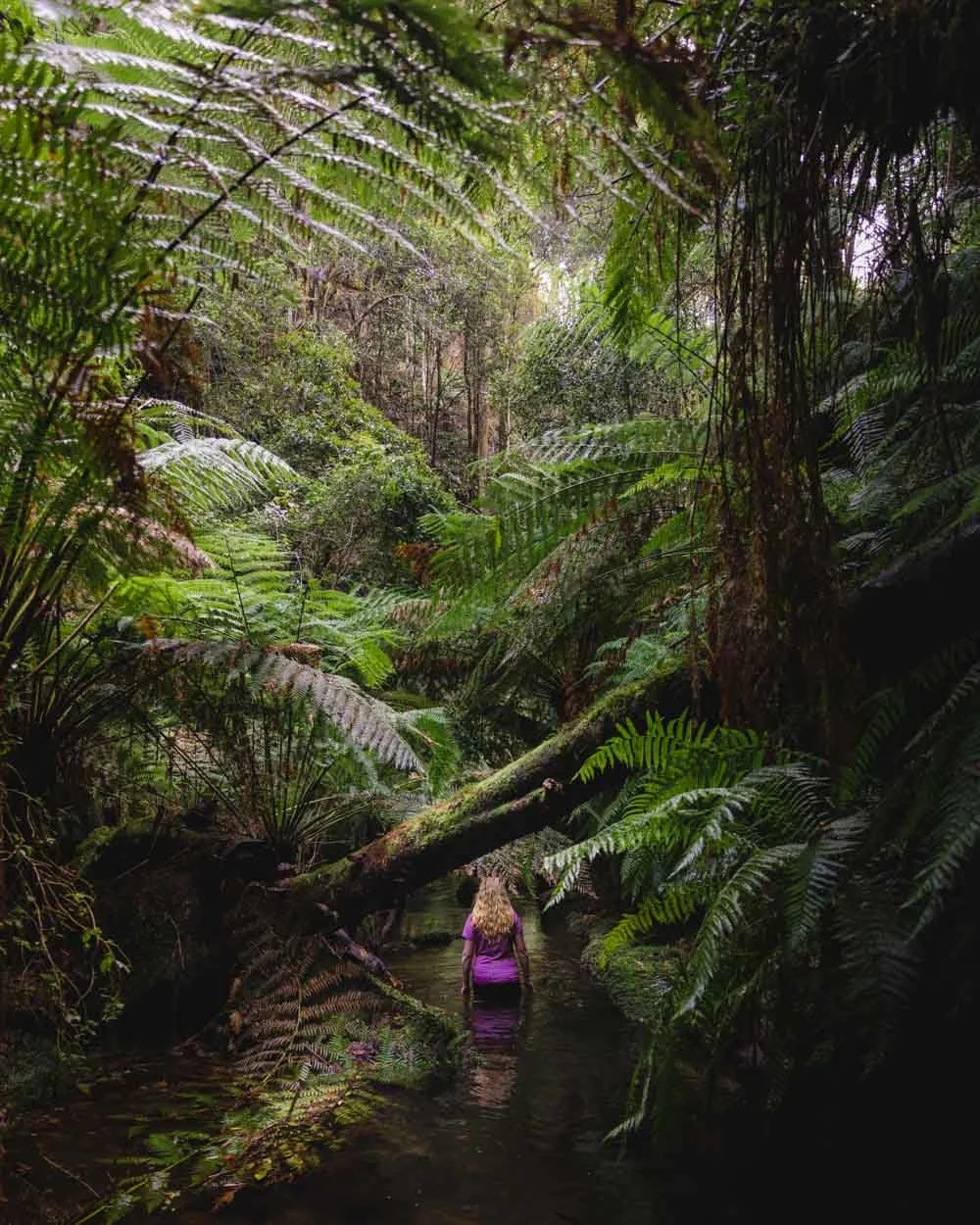 Happy Valley: a hidden waterfall grotto in Mount Wilson — Walk My World