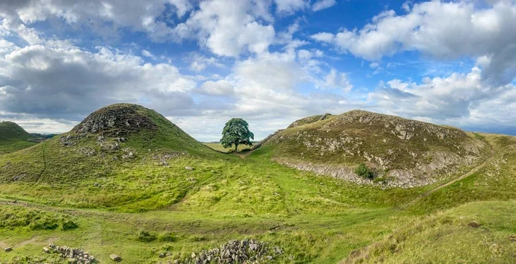 Sycamore Gap: Things to know before visiting & the shortest walk to get ...