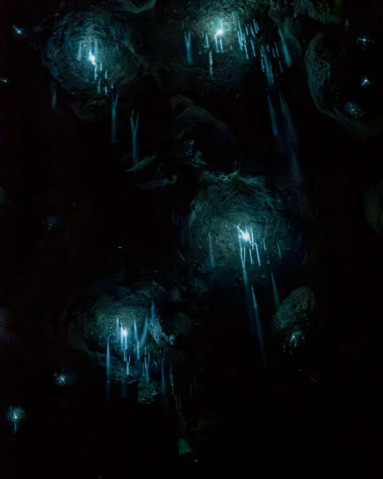 16 amazing places to see glow worms in New Zealand — Walk My World