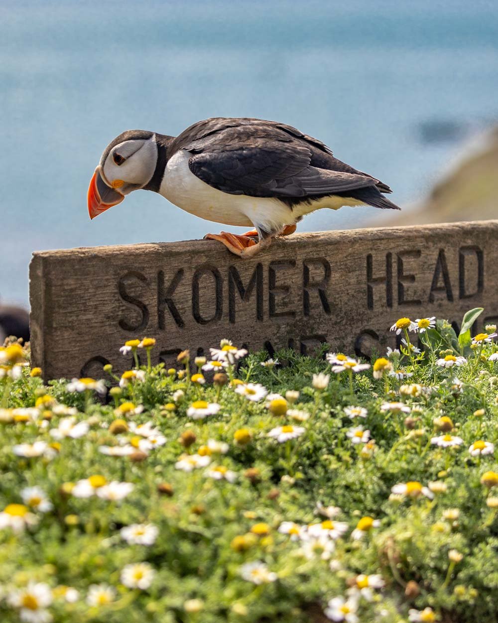 Skomer Island Puffins: is this the best wildlife experience in the UK ...