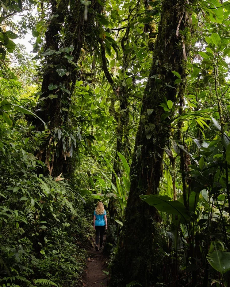 Santa Elena Cloud Forest Reserve: is this Costa Rica's most magical ...