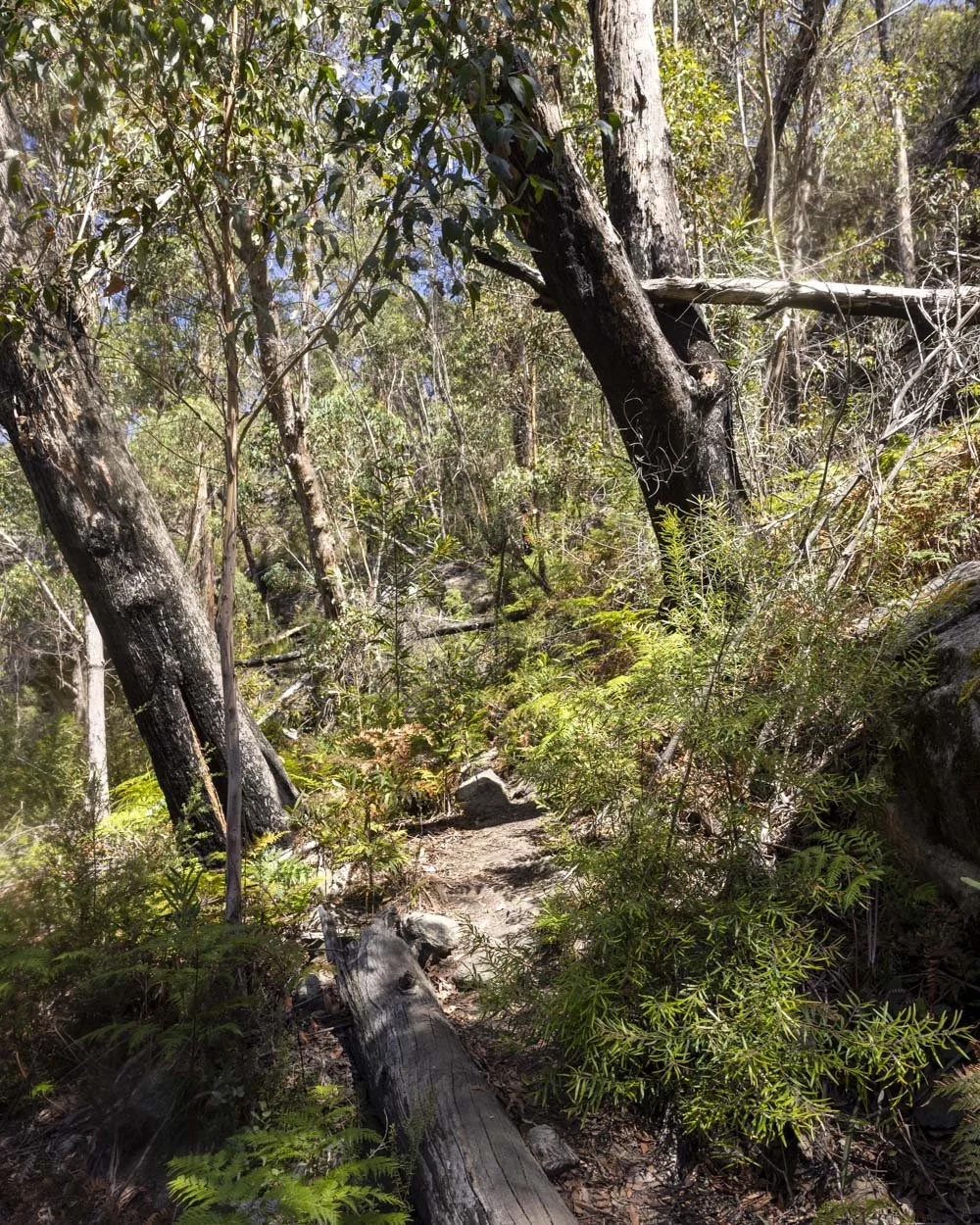 Pool of Diana: wild swimming in the Blue Mountains' hidden paradise ...