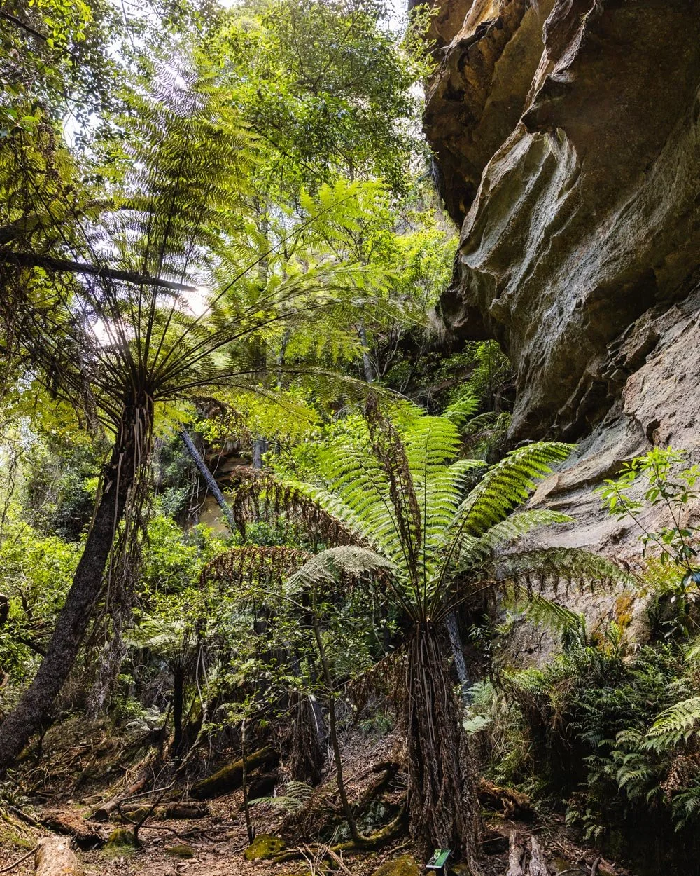 Ferntree Gully: a magical gully and rainforest walk near Mudgee — Walk ...