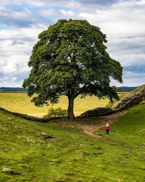 Sycamore Gap: Things to know before visiting & the shortest walk to get ...