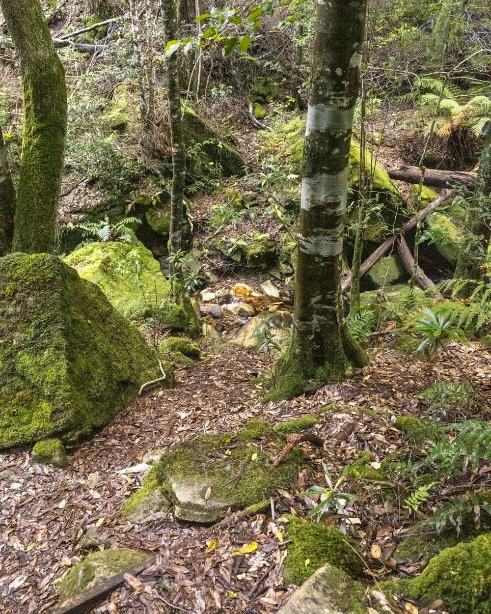 The magical swimming holes of Pierces Pass — Walk My World