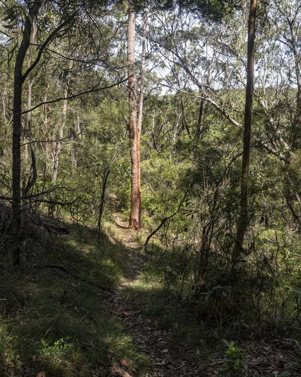 Magdala Falls - the hidden grotto waterfall one hour from Sydney — Walk ...
