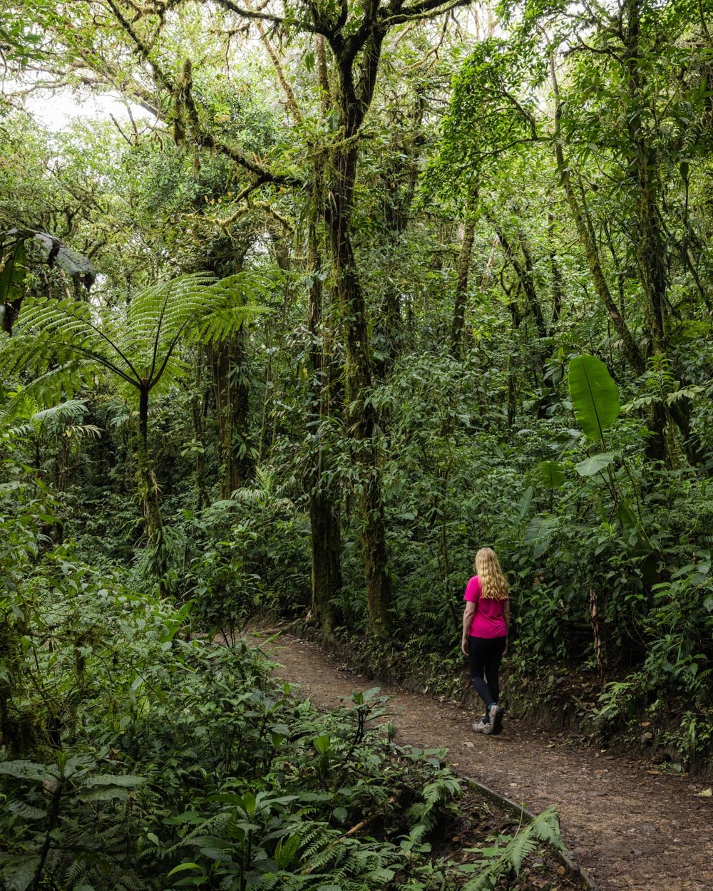 Monteverde Cloud Forest: 11 things to know before you visit — Walk My World
