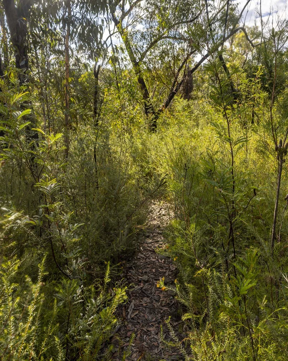 Sandy Creek Falls: Jervis Bay's secret waterfall swimming hole — Walk ...