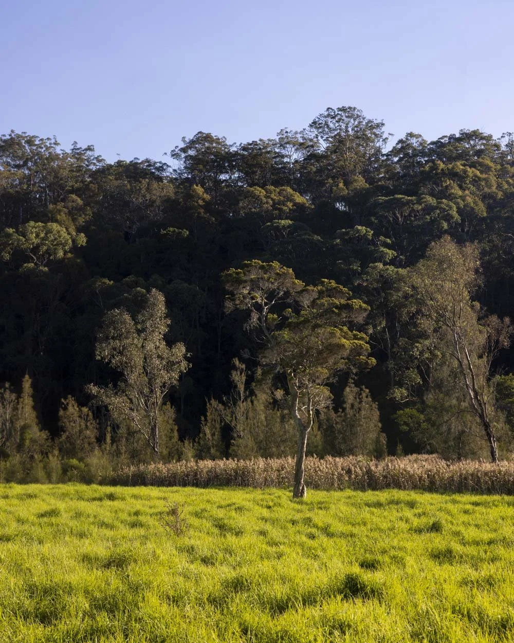 Bens Walk Nowra: caves, a suspension bridge and a hidden Aboriginal art ...