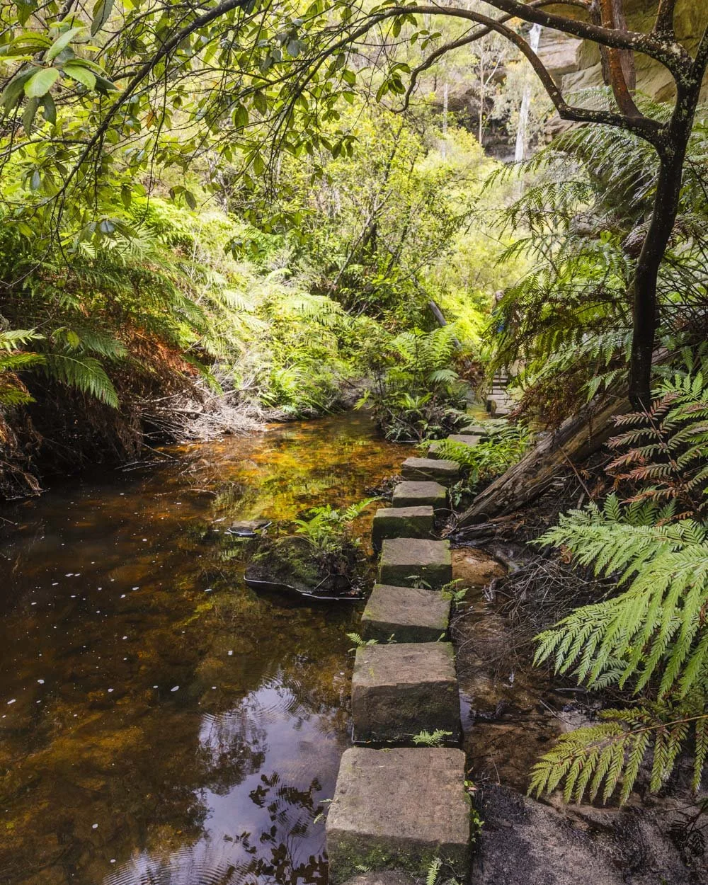 Walls Cave: an easy cave and canyon walk in Blackheath — Walk My World