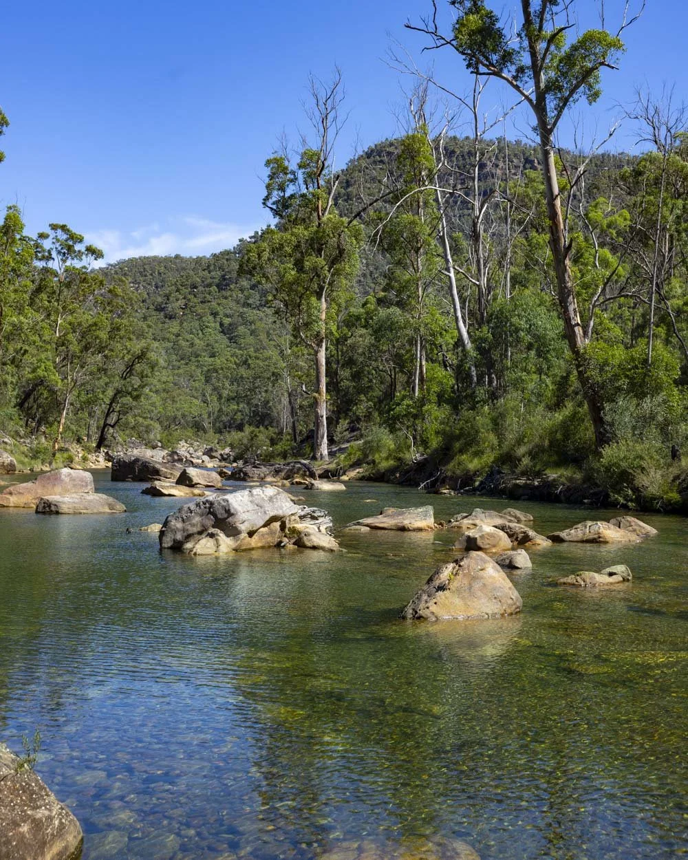 Couridjah Corridor Track: blue gums and wild swimming in the Southern ...
