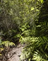 Pool of Diana: wild swimming in the Blue Mountains' hidden paradise ...