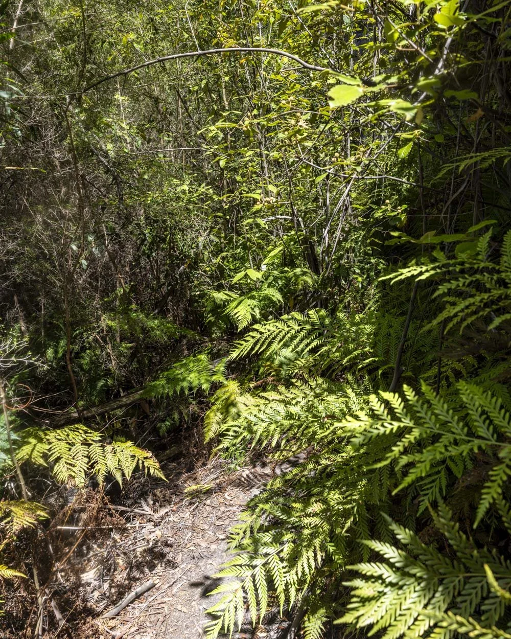 Pool of Diana: wild swimming in the Blue Mountains' hidden paradise ...