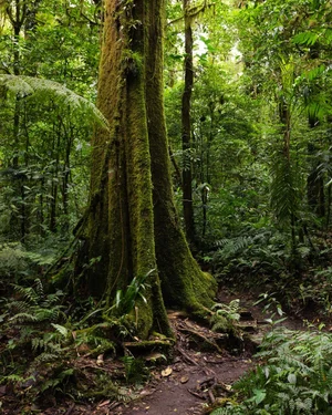 Santa Elena Cloud Forest Reserve: is this Costa Rica's most magical ...