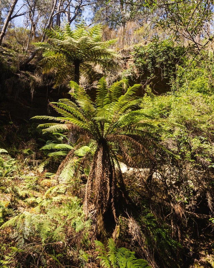 Ferntree Gully: a magical gully and rainforest walk near Mudgee — Walk ...