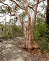 How to find Berowra's Natural Arch via the quickest and easiest route ...