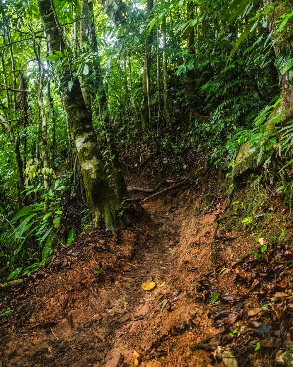 Drake Trail: a wild hike and a taste of Corcovado without the entry fee ...