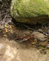 The magical swimming holes of Pierces Pass — Walk My World