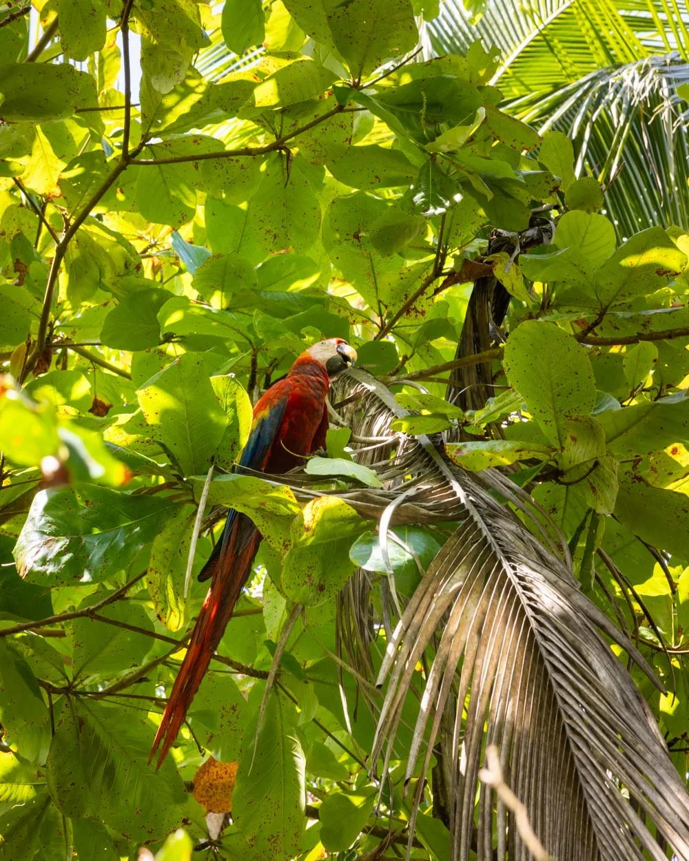 Where to find wild Scarlet macaws in Costa Rica — Walk My World