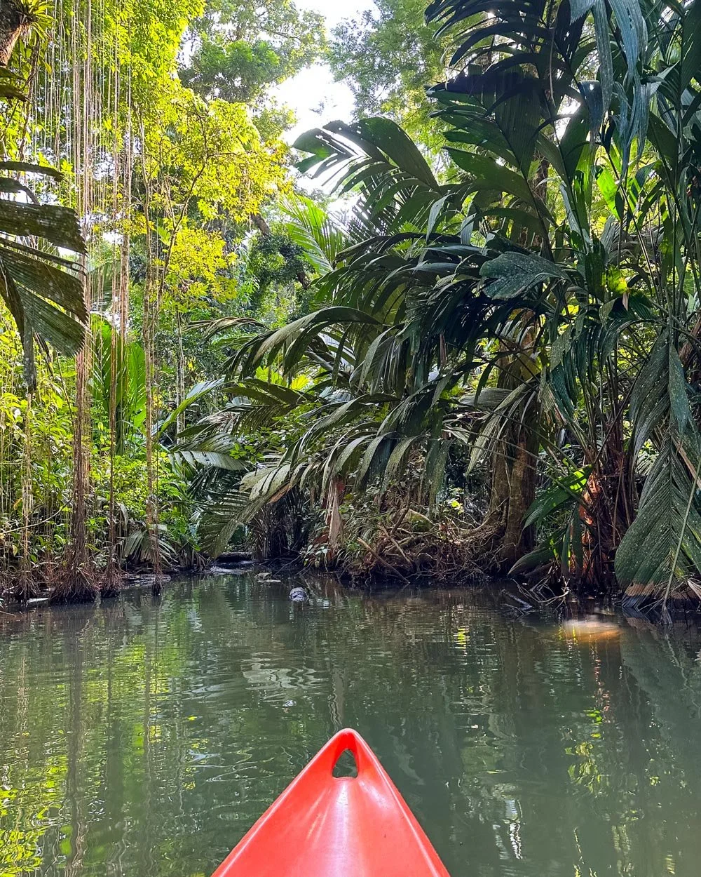 Costa Rica 10 day itinerary for wilderness & wildlife lovers — Walk My ...