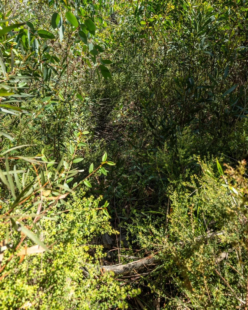 Rain Cave: a majestic hidden cave in the Blue Mountains — Walk My World