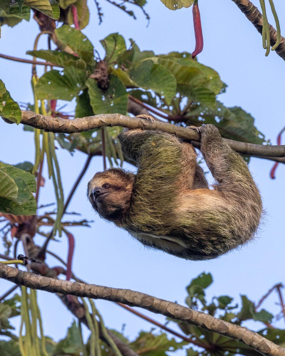 11 Incredible things to do in La Fortuna without a tour! — Walk My World