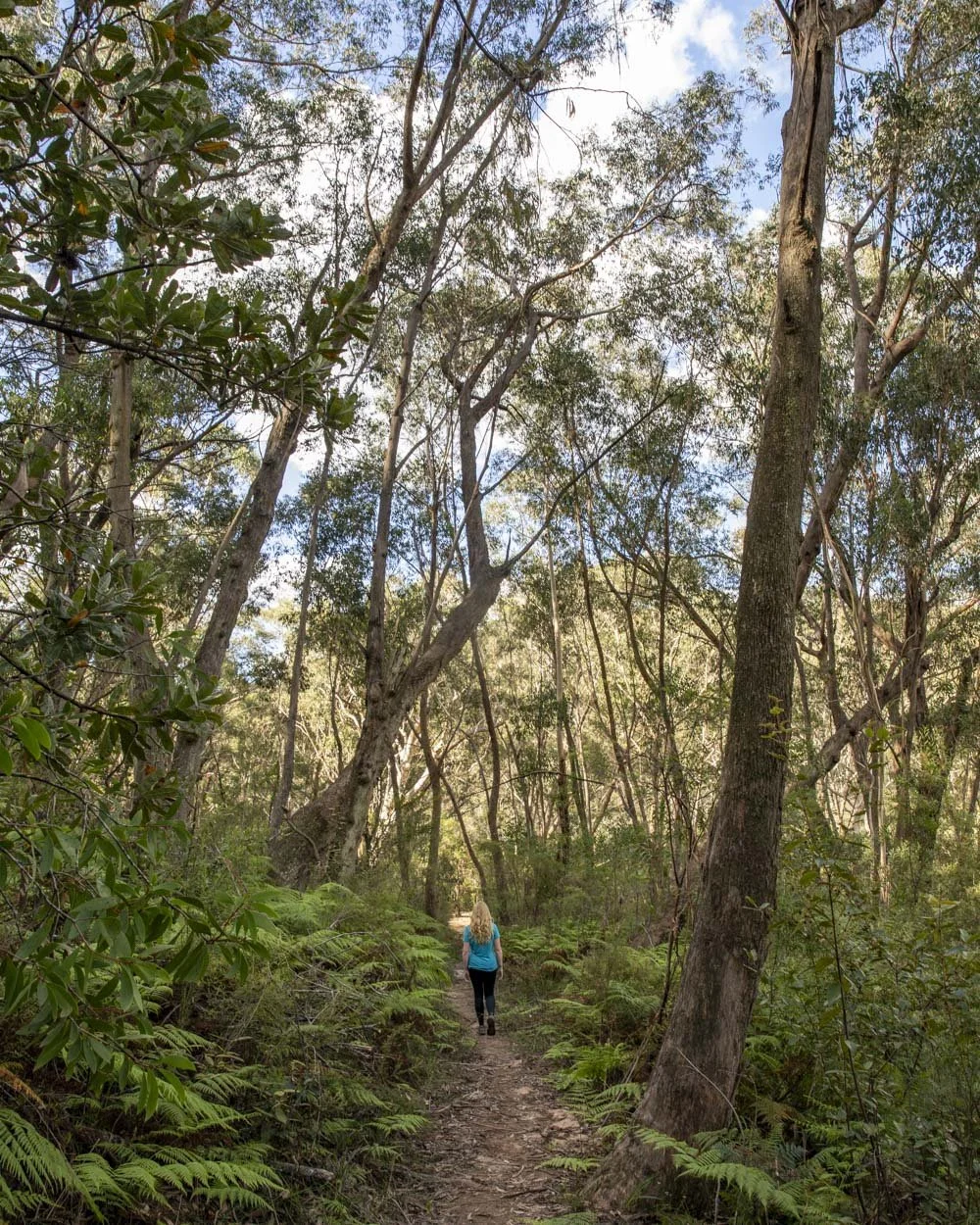 The Transit of Venus: three pretty waterfalls on one trail — Walk My World