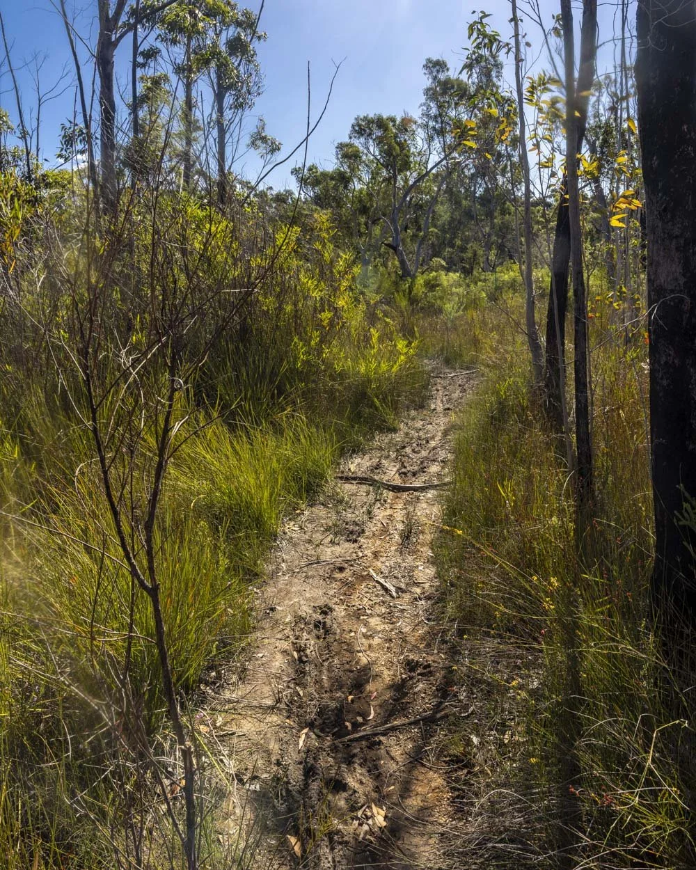 Berrara Waterholes: two stunning quiet swimming holes near Jervis Bay ...