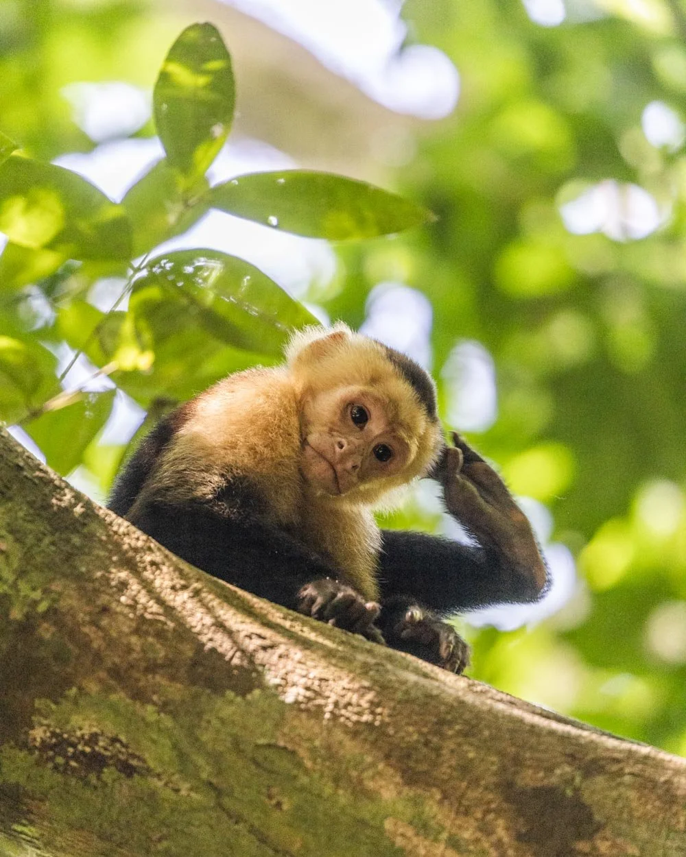 Our top tips for planning a perfect day in Manuel Antonio National Park ...