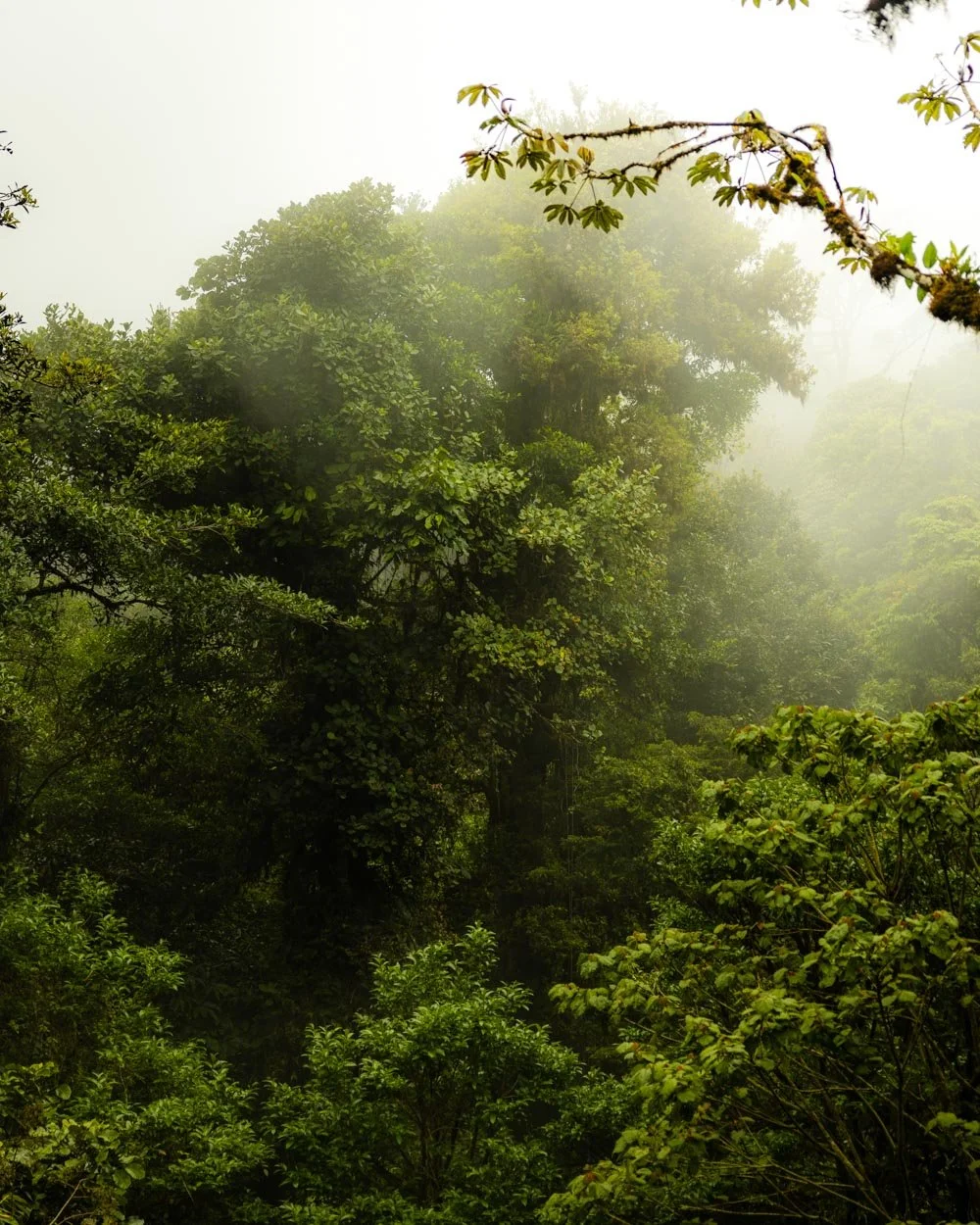 Monteverde Cloud Forest: 11 things to know before you visit — Walk My World