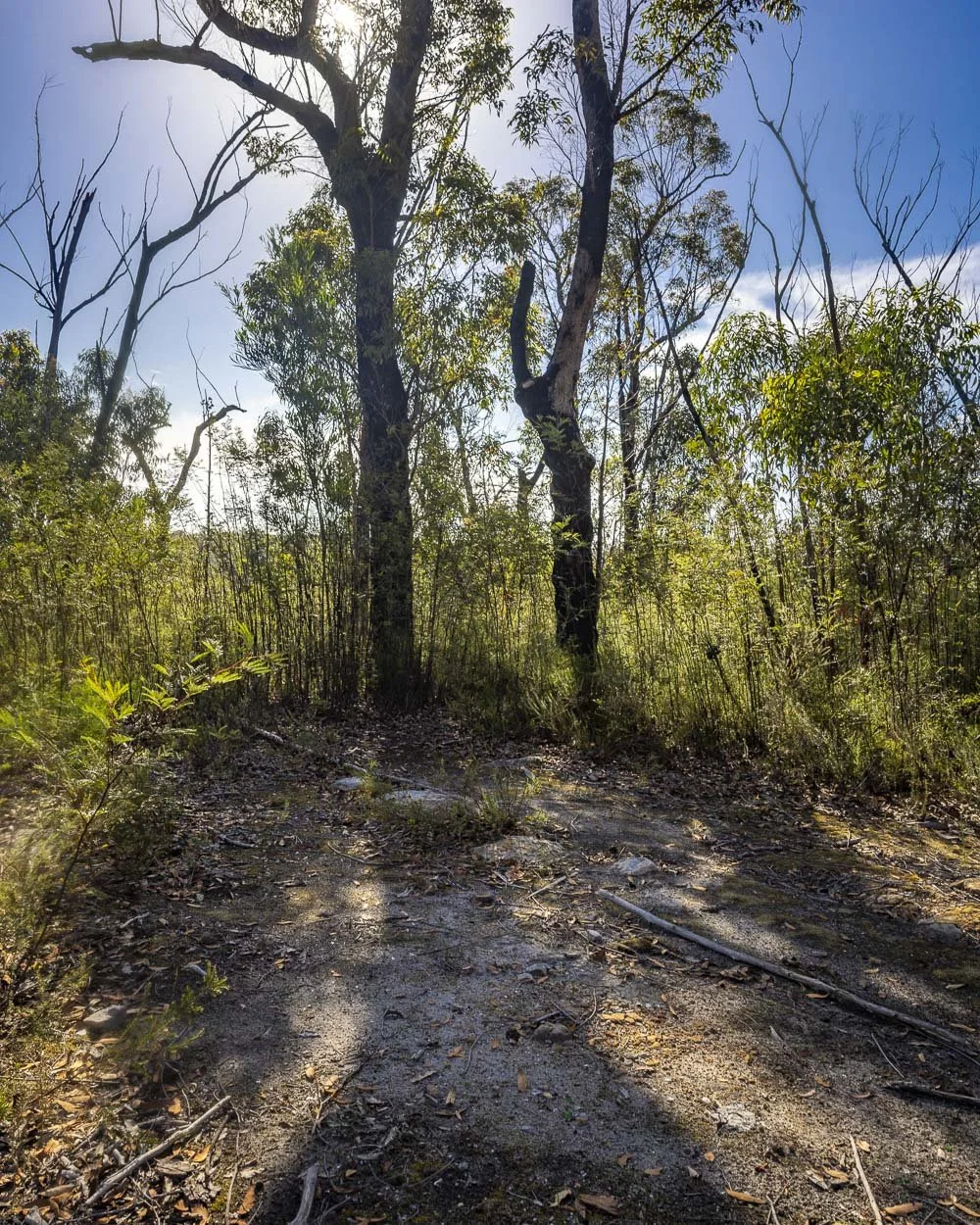 Sandy Creek Falls: Jervis Bay's secret waterfall swimming hole — Walk ...
