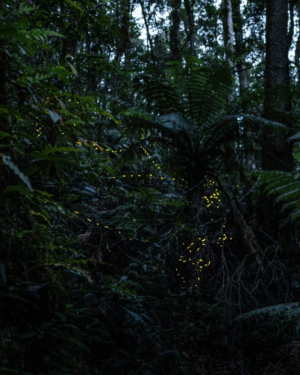 17 Unmissable things to do in Bilpin [for a weekend to remember] — Walk ...