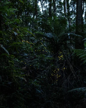 17 Unmissable things to do in Bilpin [for a weekend to remember] — Walk ...
