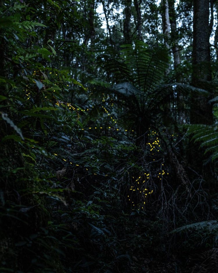 17 Unmissable things to do in Bilpin [for a weekend to remember] — Walk ...