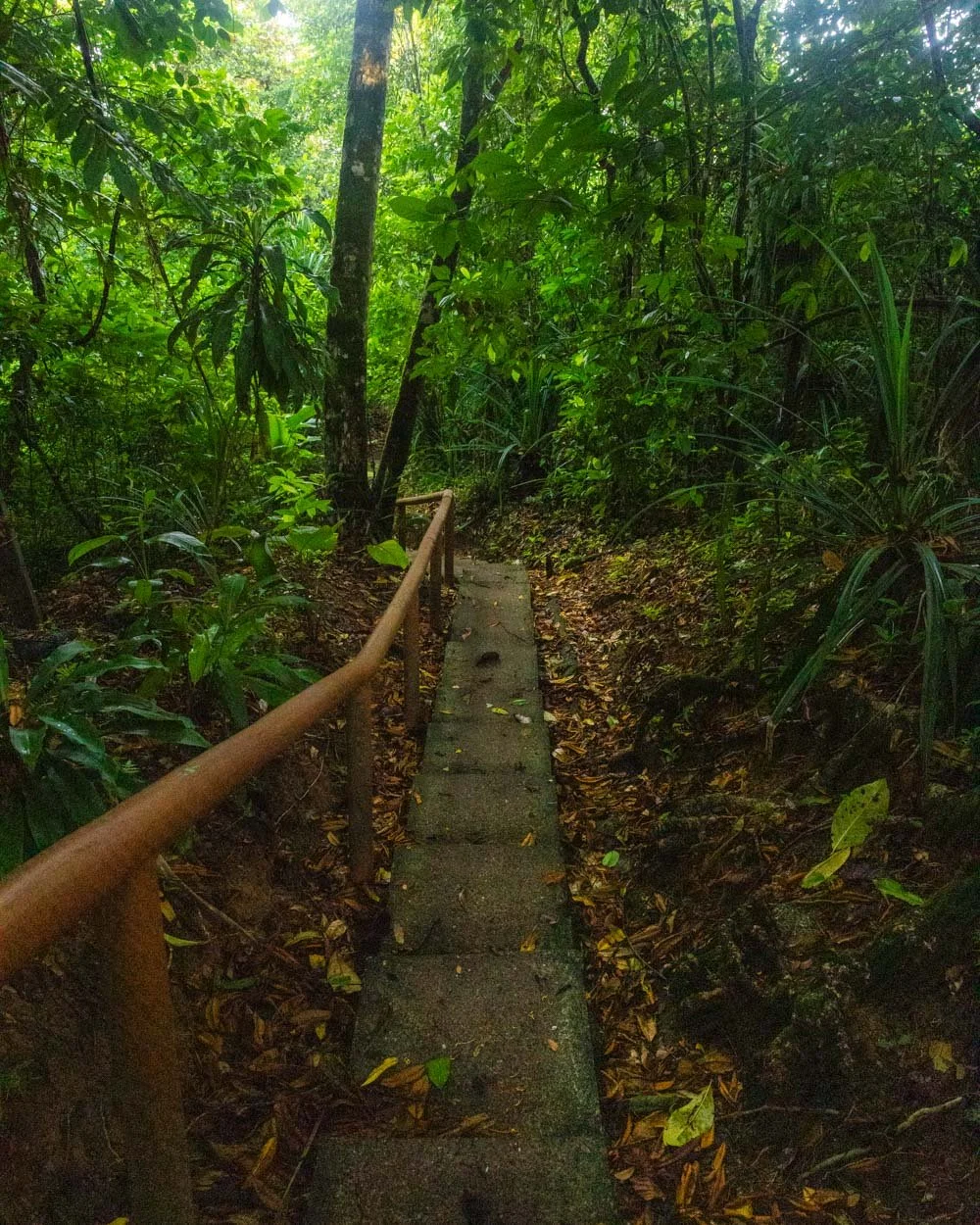 Drake Trail: a wild hike and a taste of Corcovado without the entry fee ...