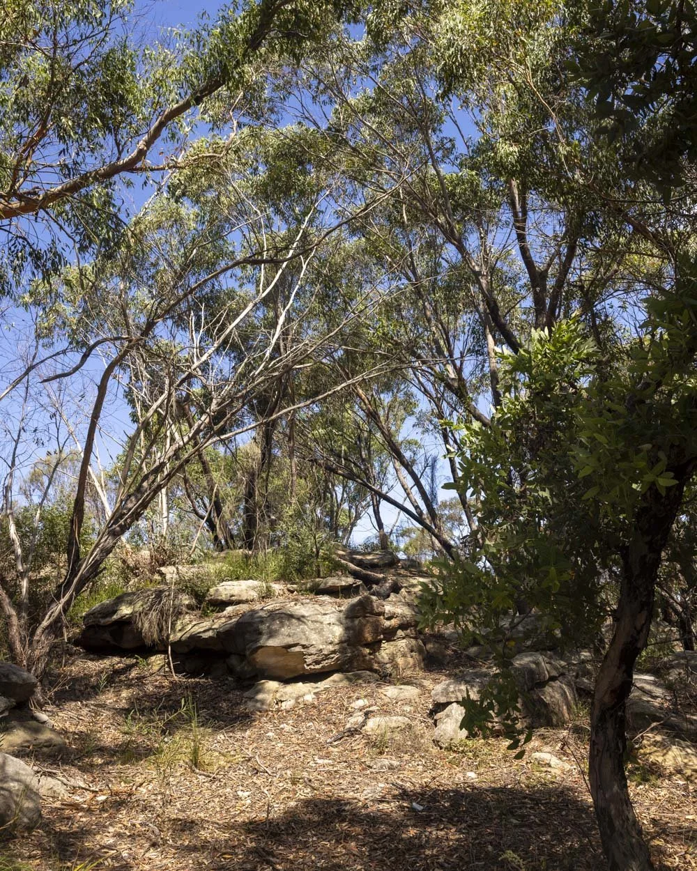 Lake Eckersley: our new favourite swimming spot in Heathcote NP — Walk ...