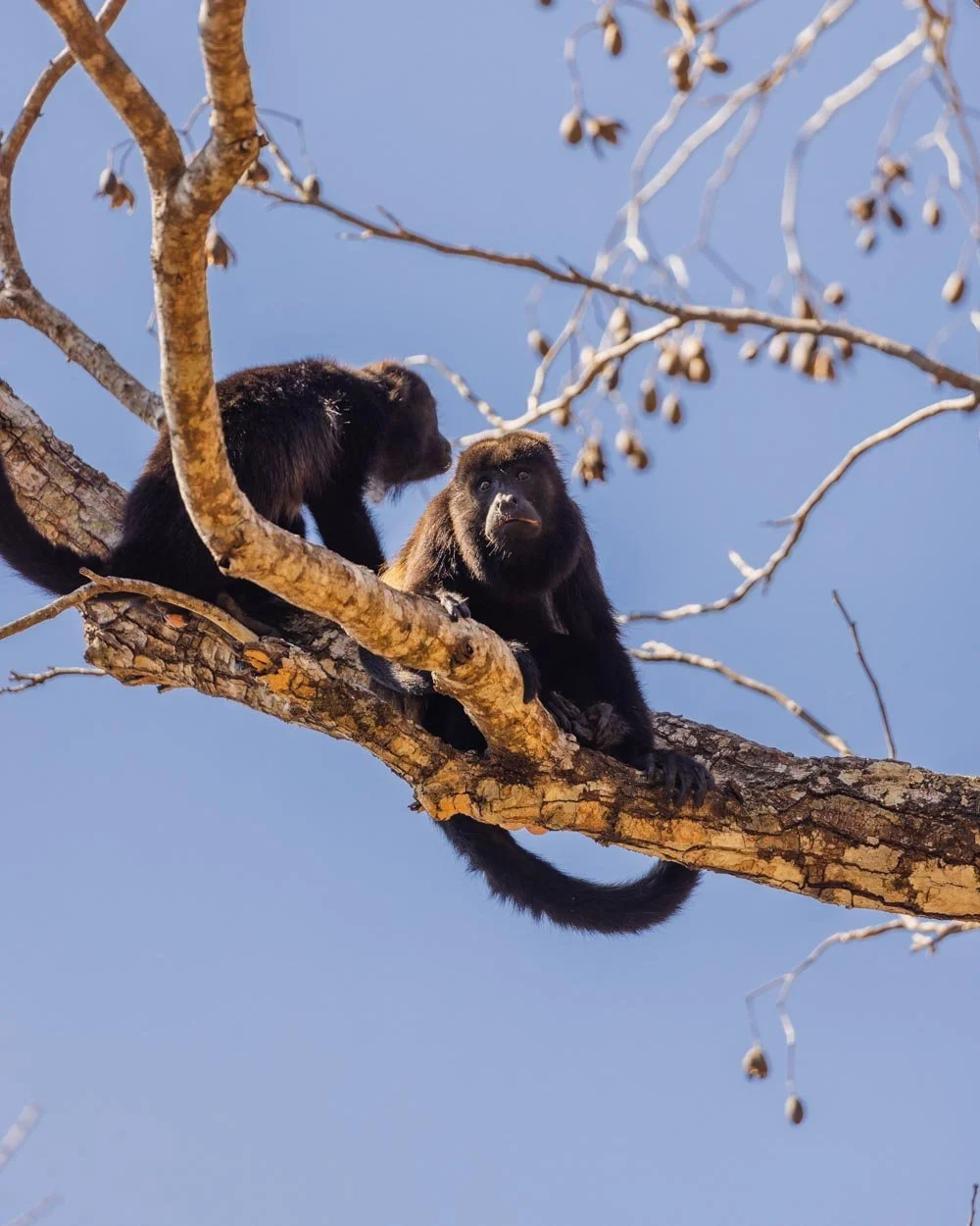 Poza Los Coyotes: the best $4 you could possibly spend in Costa Rica ...