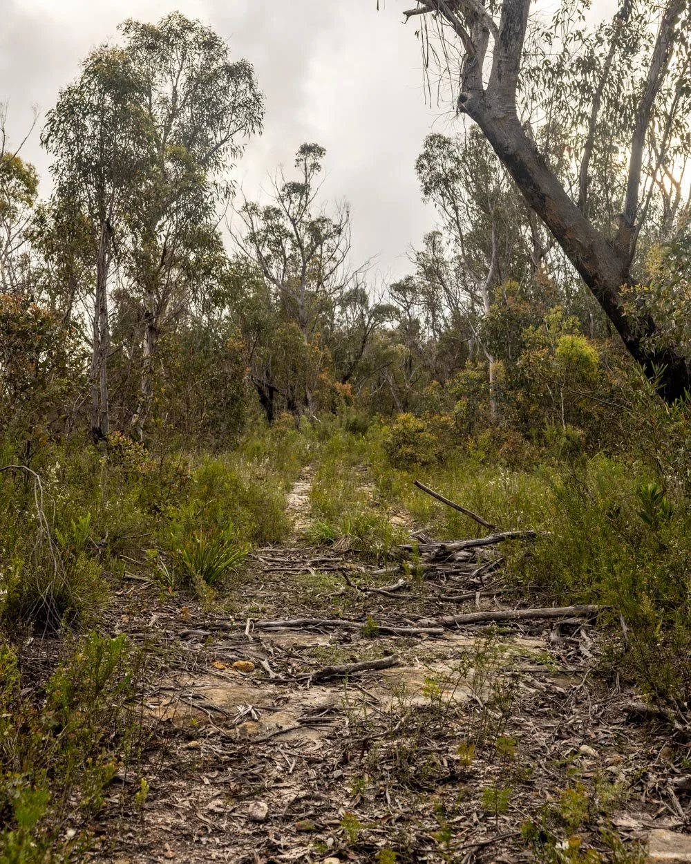 Pool of Diana: wild swimming in the Blue Mountains' hidden paradise ...