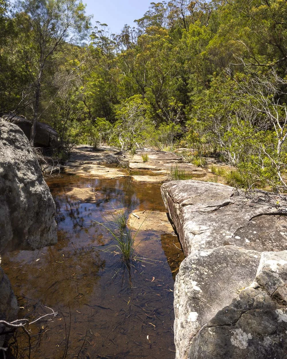 Southwest Arm Pool: Royal National Park's magical emerald lagoon — Walk ...