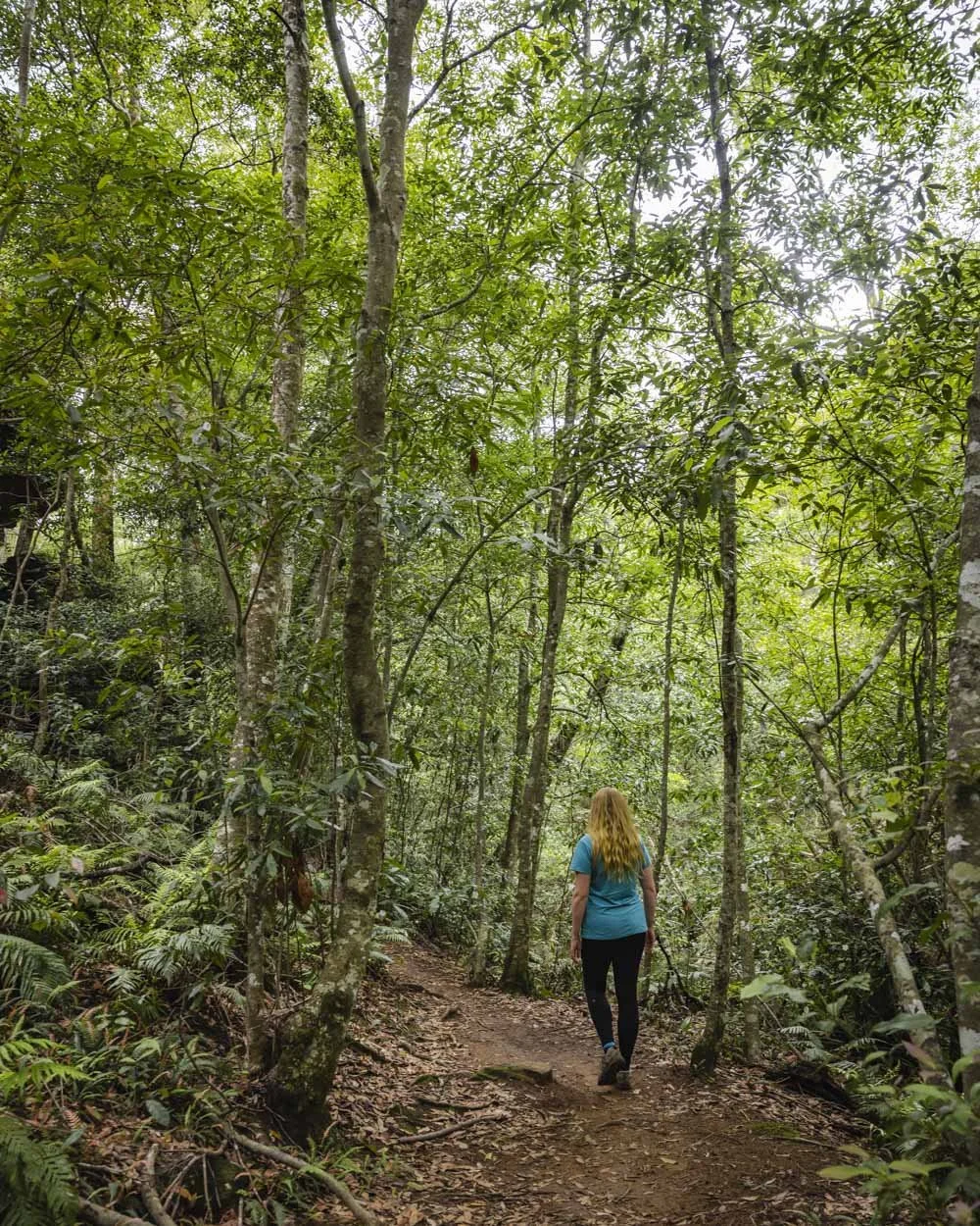 Bomaderry Creek: overhangs, mossy gullies and wild swimming in Nowra ...