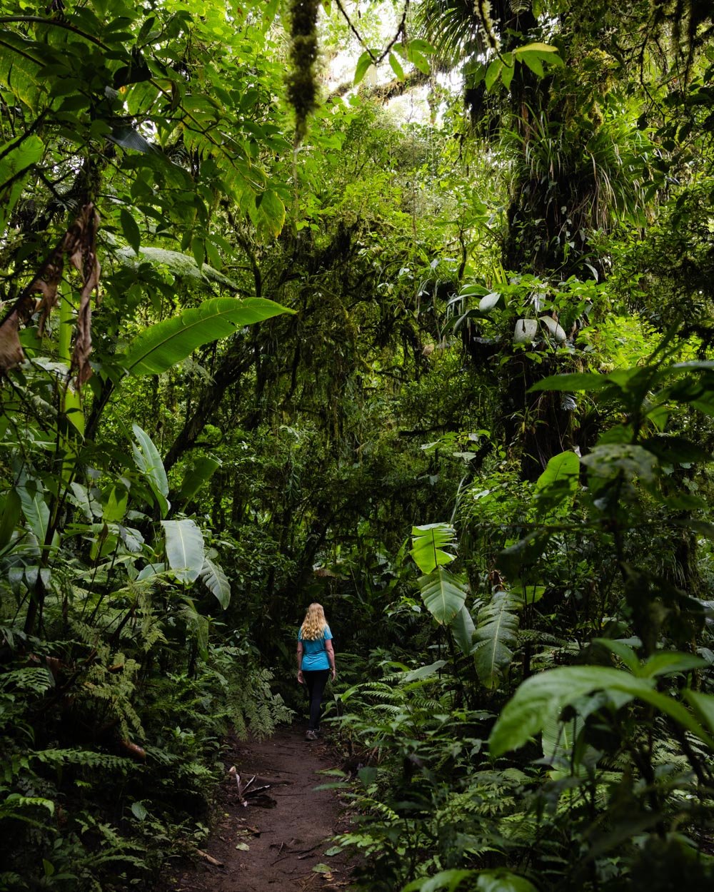 Santa Elena Cloud Forest Reserve: is this Costa Rica's most magical ...