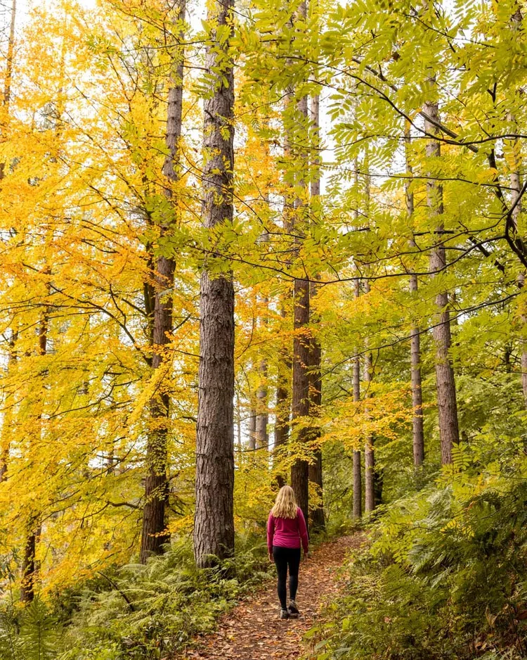 The best Upper Derwent Valley walk for spectacular autumn colour — Walk ...
