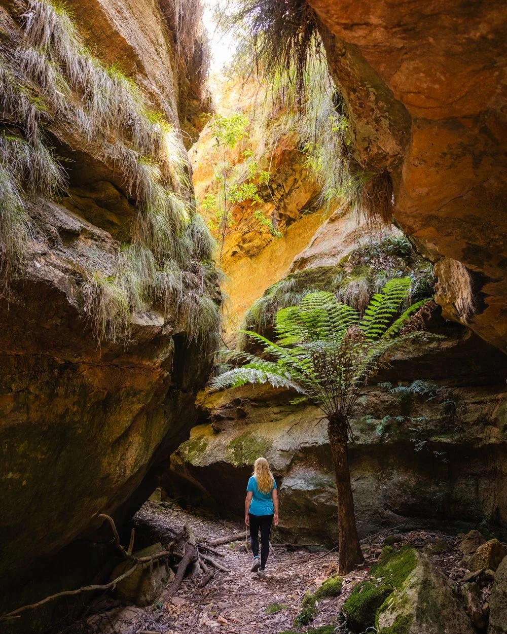 Ferntree Gully: a magical gully and rainforest walk near Mudgee — Walk ...
