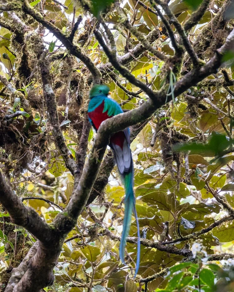 Monteverde Cloud Forest: 11 things to know before you visit — Walk My World