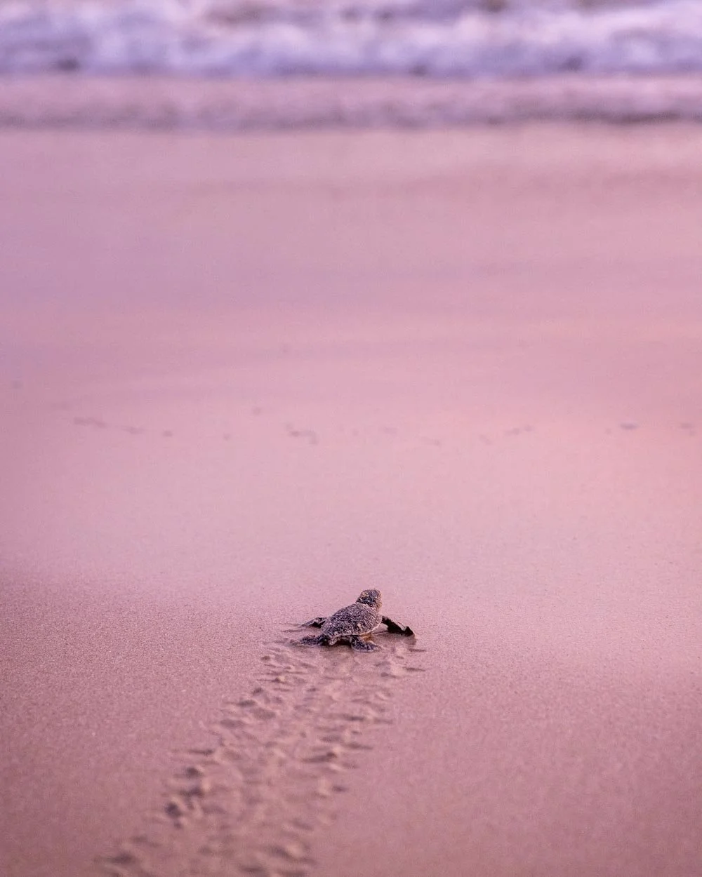 Why we didn't visit Ras Al Jinz Turtle Reserve (and what we did instead ...