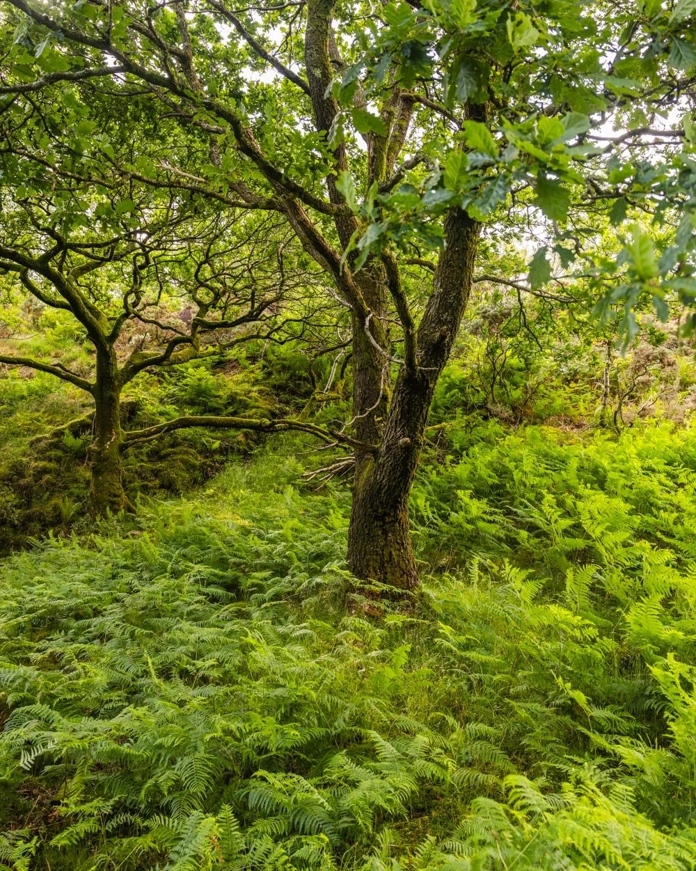 The Bowder Stone and the beautiful easy walk beyond — Walk My World
